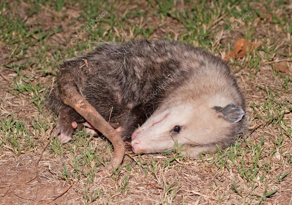 Playing Possum – mrobins71